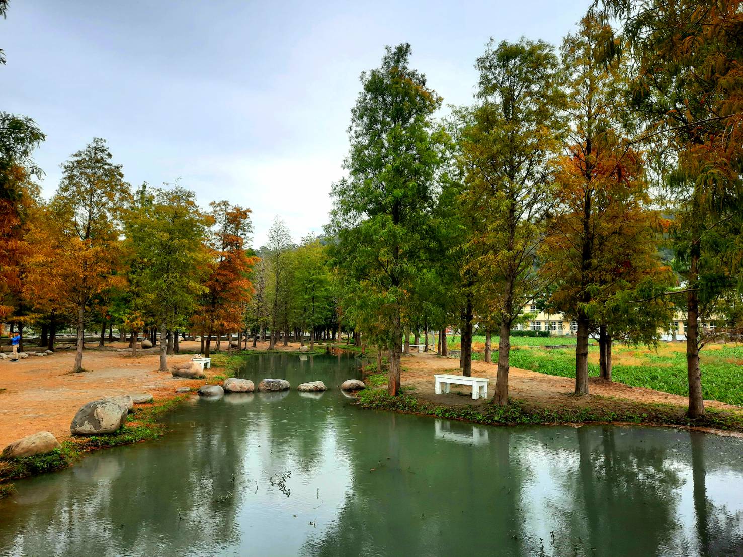 三灣落羽松秘境&頭份後花園 2024/11/30 -中國青年旅行社